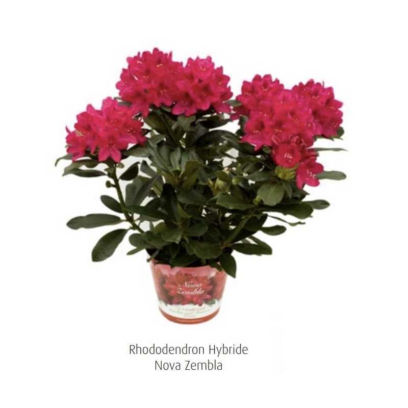 Rododendras Nova Zembla - Rhododendron 'Nova Zembla' Container C3/C4 ...