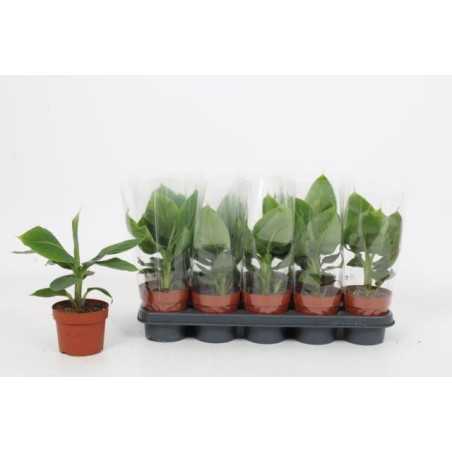Kininis bananmedis - Musa acuminata CHEEKA Konteineris 12Ø