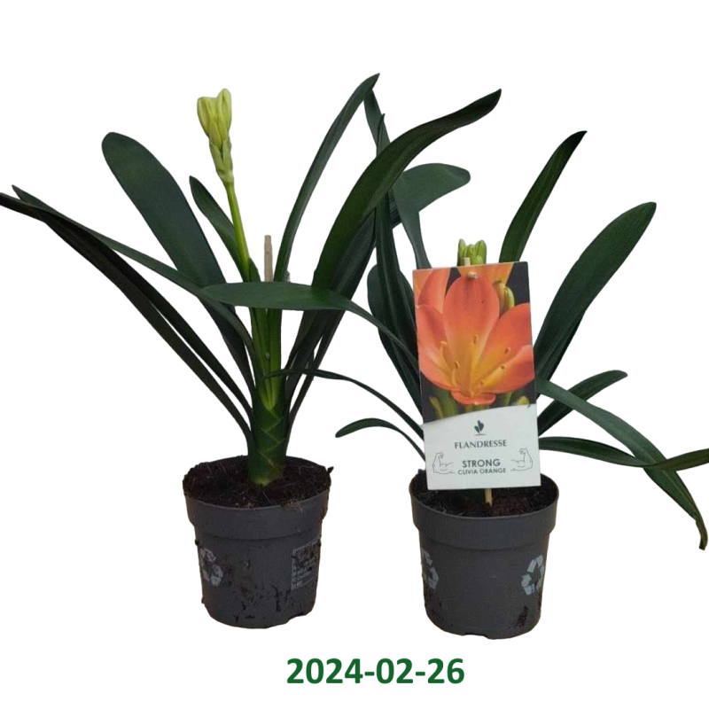 Klivija - Clivia miniata ORANGE Konteineris 13Ø