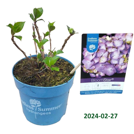 Darželinė hortenzija - Hydrangea macrophylla ENDLESS SUMMER® BLOOMSTAR ...