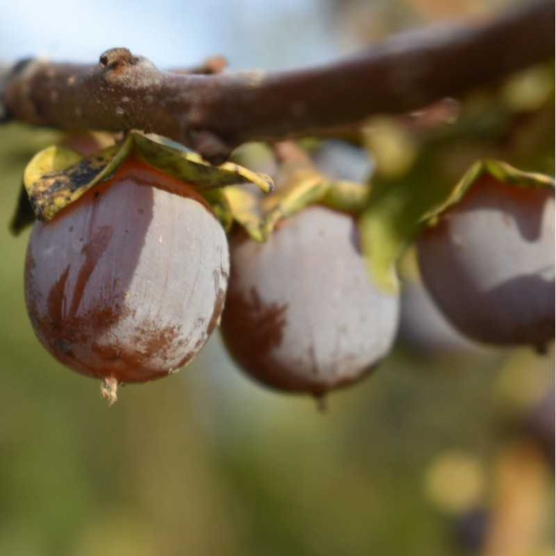 Kaukazinis juodmedis (persimonas) (sėjinukas) - Diospyros lotus ...