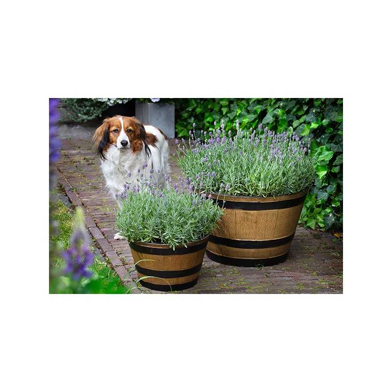 Tikroji levanda - Lavandula angustifolia Packed x10 Container 11Ø