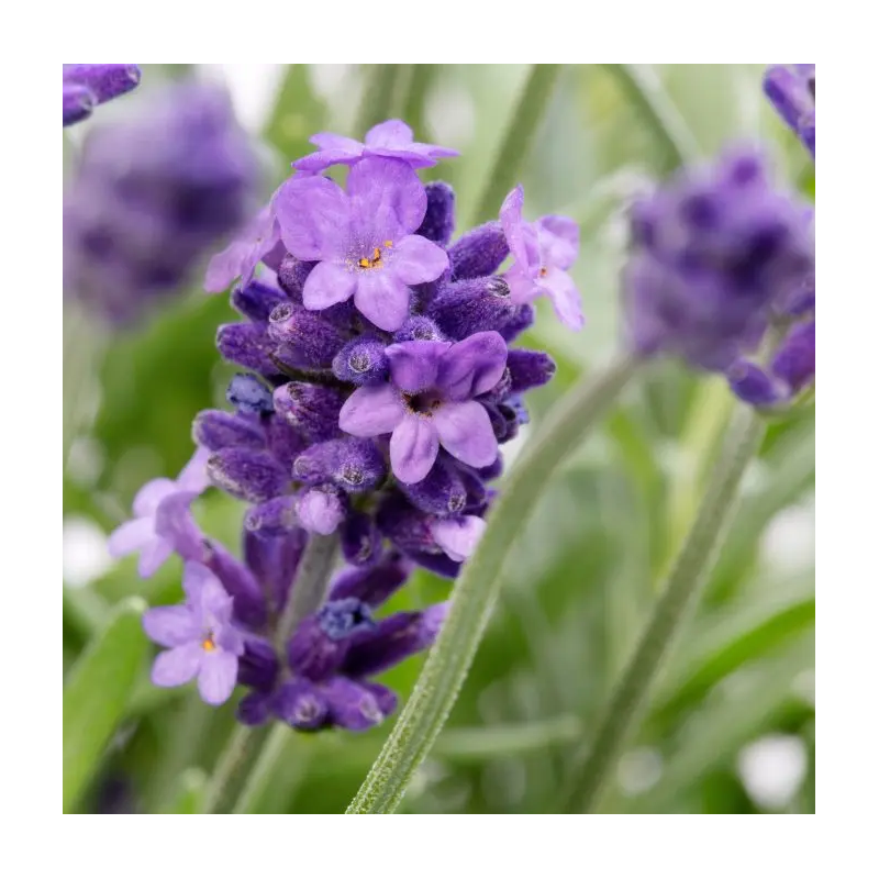 Tikroji levanda - Lavandula angustifolia Packed x10 Container 11Ø