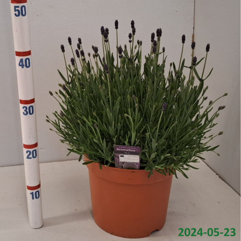Tikroji levanda - Lavandula angustifolia AROMATICO BLUE Konteineris 23Ø C5
