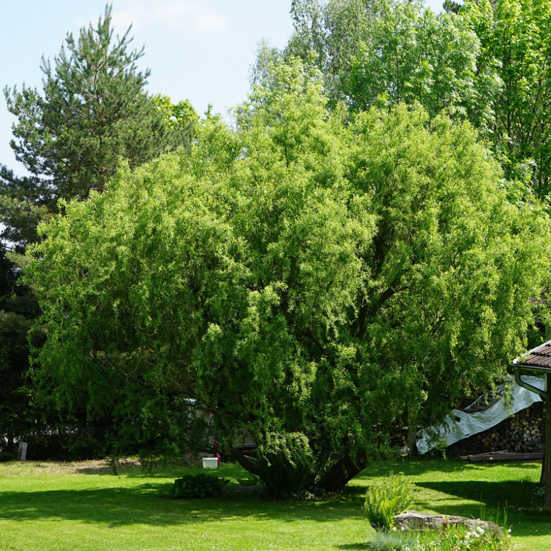 Kraipusis gluosnis - Salix matsudana TORTUOSA Konteineris C3R