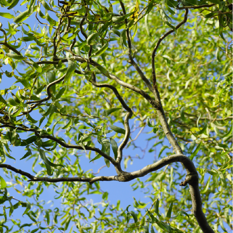 Kraipusis gluosnis - Salix matsudana TORTUOSA Konteineris C3R