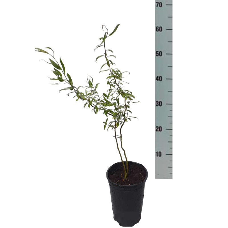 Kraipusis gluosnis - Salix matsudana TORTUOSA Konteineris C3R