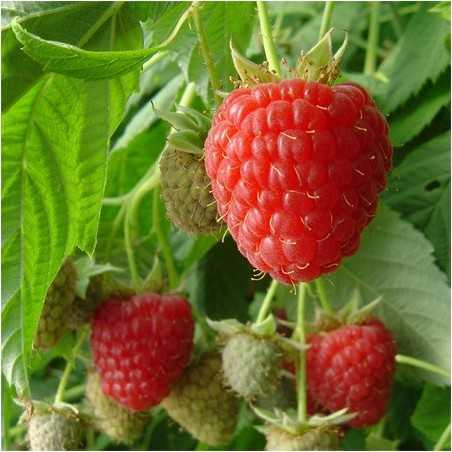 Aviečių sodinukai vazonuose internetu su pristatymu į namus visoje ...