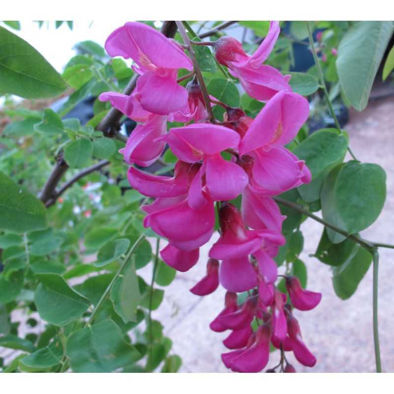 Rausvažiedė robinija - Robinia margaretta PINK CASCADE Aukštis 200 ...