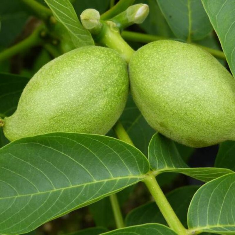 Graikinis riešutmedis - Juglans regia BELLA MARIA Konteineris 21Ø C4 ...