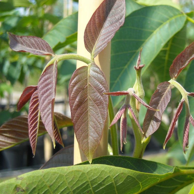 Graikinis riešutmedis - Juglans regia FRANQUETTE Aukštis 100-125CM ...