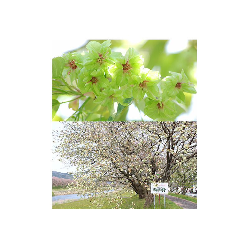 Žaliažiedė sakura - Prunus GYOIKO Konteineris 17Ø C2 Aukštis 40-60CM ...