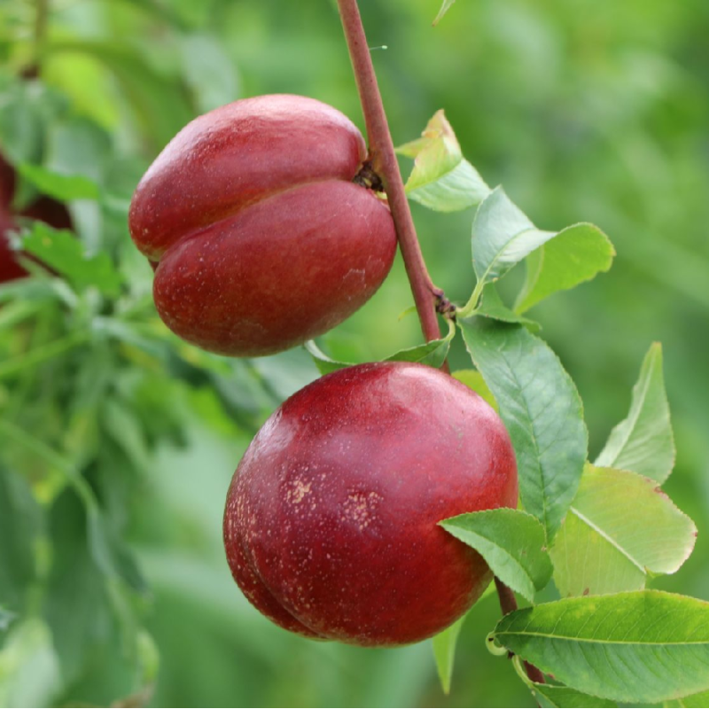 Persikai ir nektarinai internetu su pristatymu į namus Konteineris C5 ...