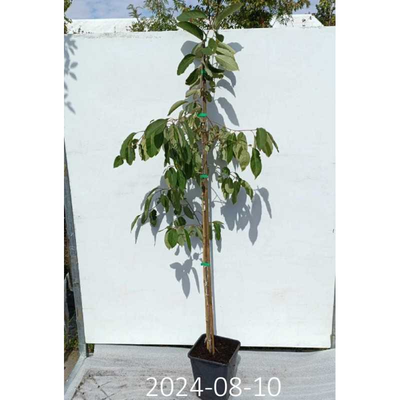 Virgininis (amerikinis) juodmedis (persimonas) - Diospyros virginiana ...