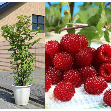 Aviečių sodinukai vazonuose internetu su pristatymu į namus visoje ...