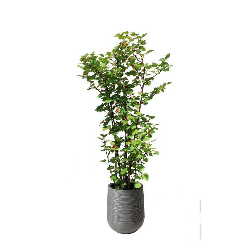 Aviečių sodinukai vazonuose internetu su pristatymu į namus visoje ...