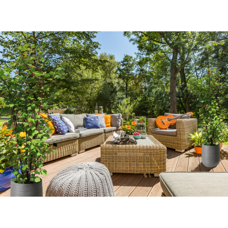 Aviečių sodinukai vazonuose internetu su pristatymu į namus visoje ...