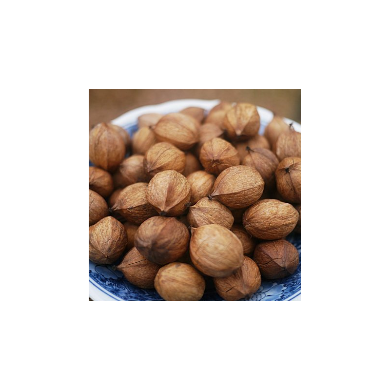 Gauruotoji karija (riešutmedis) - Carya tomentosa Konteineris P9 C0.5 ...