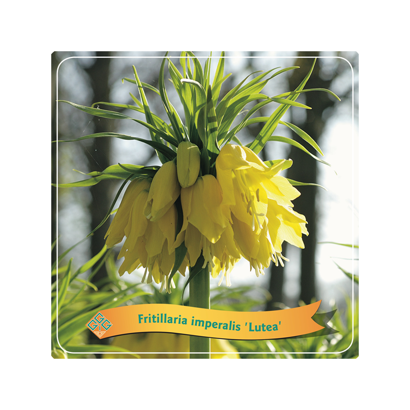 Imperatoriškoji margutė - Fritillaria imperalis LUTEA Konteineris C5 ...