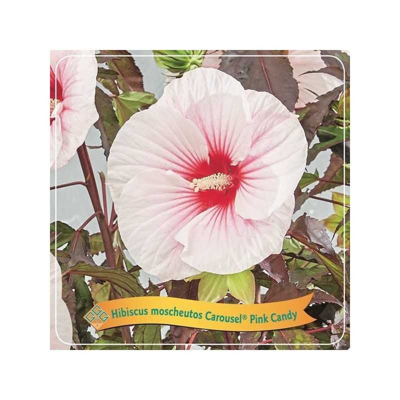 Hibiscus Carousel ® PINK CANDY Container C5 Select spring delivery