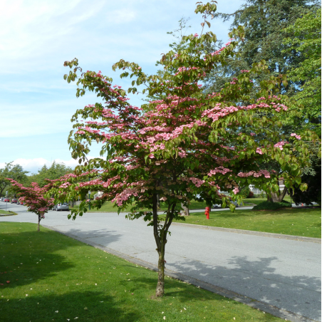 Sedula - Satomi Konteineris C12 Aukštis 100-125CM