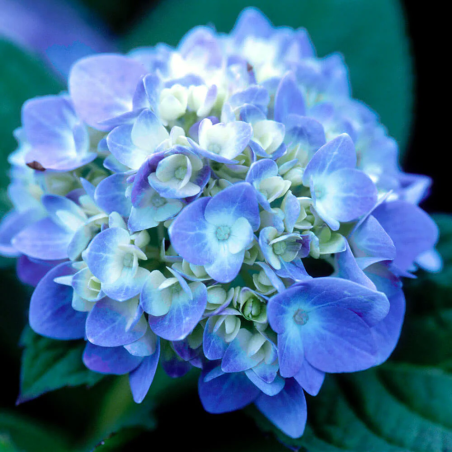 Darželinė hortenzija - Hydrangea macrophylla ENDLESS SUMMER ® THE ...