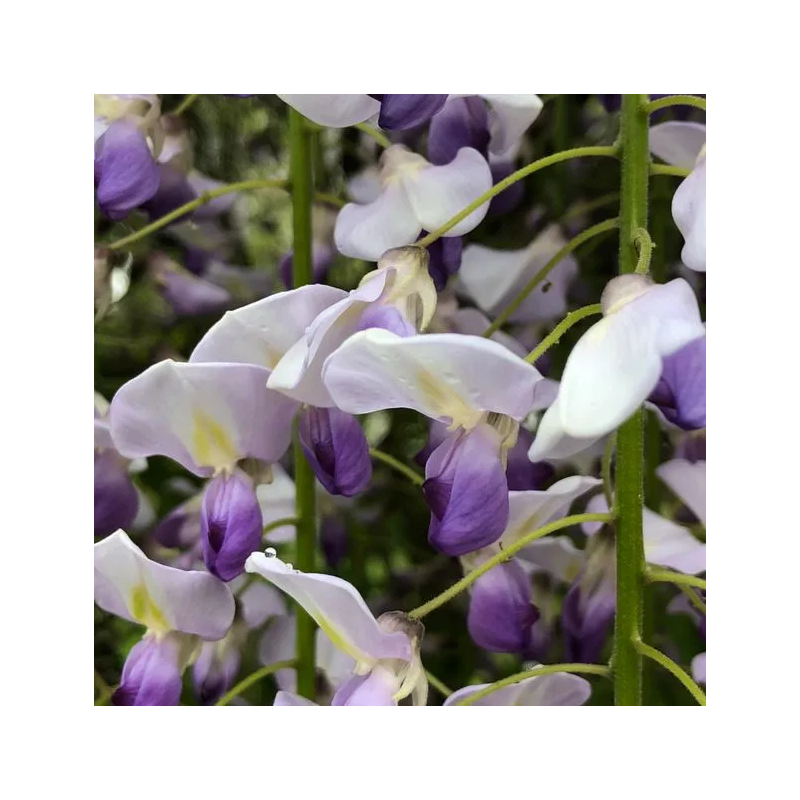 Kininė visterija - Wisteria sinensis Konteineris P9 C0.5 Vainikas 2 ...