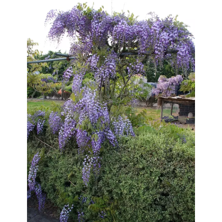 Gausiažiedė visterija - Wisteria floribunda ISSAI-NAGA Konteineris C2 ...