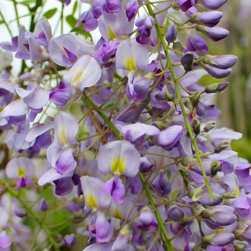 Kininė visterija - Wisteria sinensis Konteineris P9 C0.5 Vainikas 2 ...
