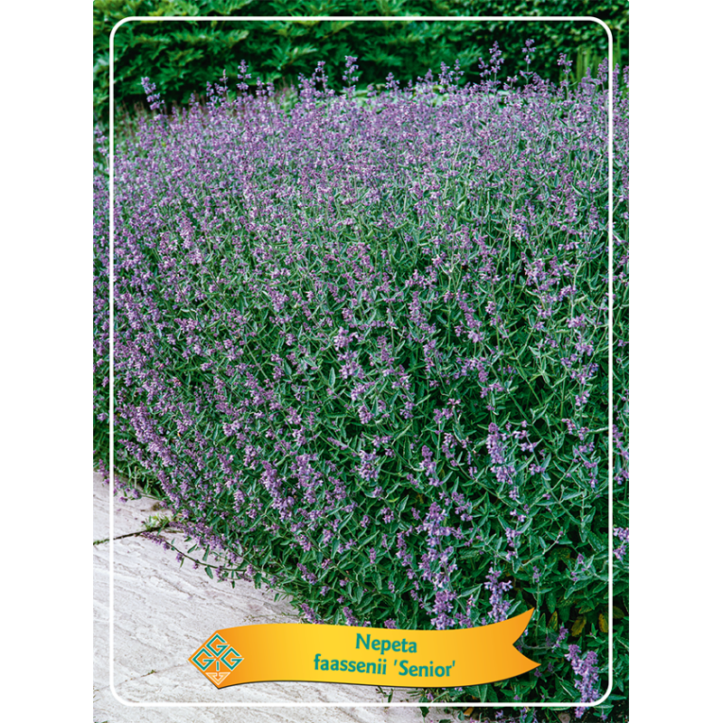 Nepeta Grandiflora SENIOR Container P11X11/C1.3