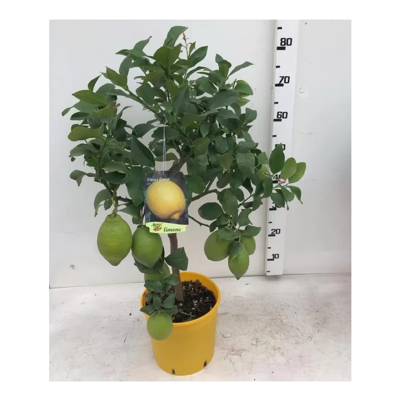 Citrinmedis - Citrus limon LEMON Aukštis 125-150CM Konteineris 35Ø C15 ...