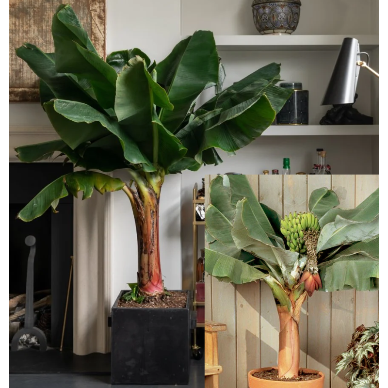 Dwarf Cavedish banana - Musa DWARF CAVENDISH Container 12Ø Select ...