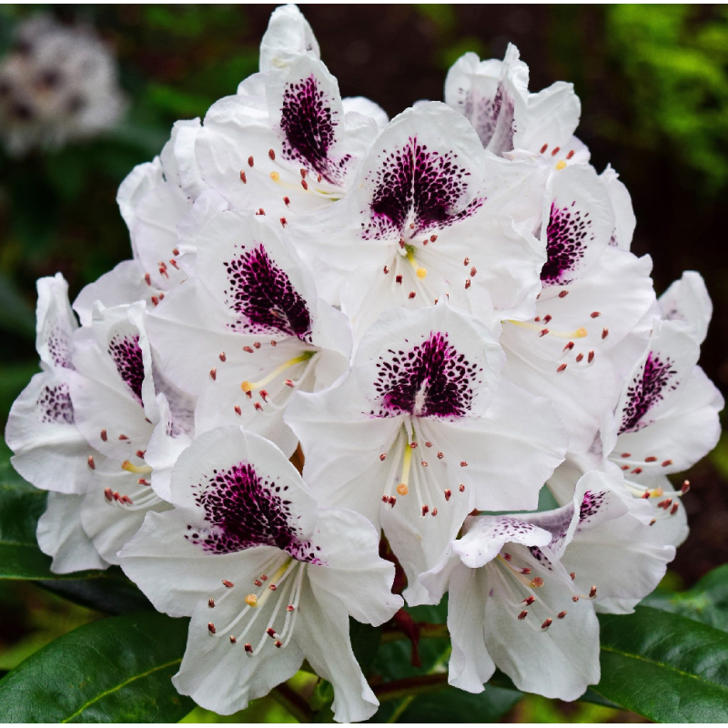 Kaukazinis rododendras - Rhododendron caucasicum x ponticum 'Cunningham ...