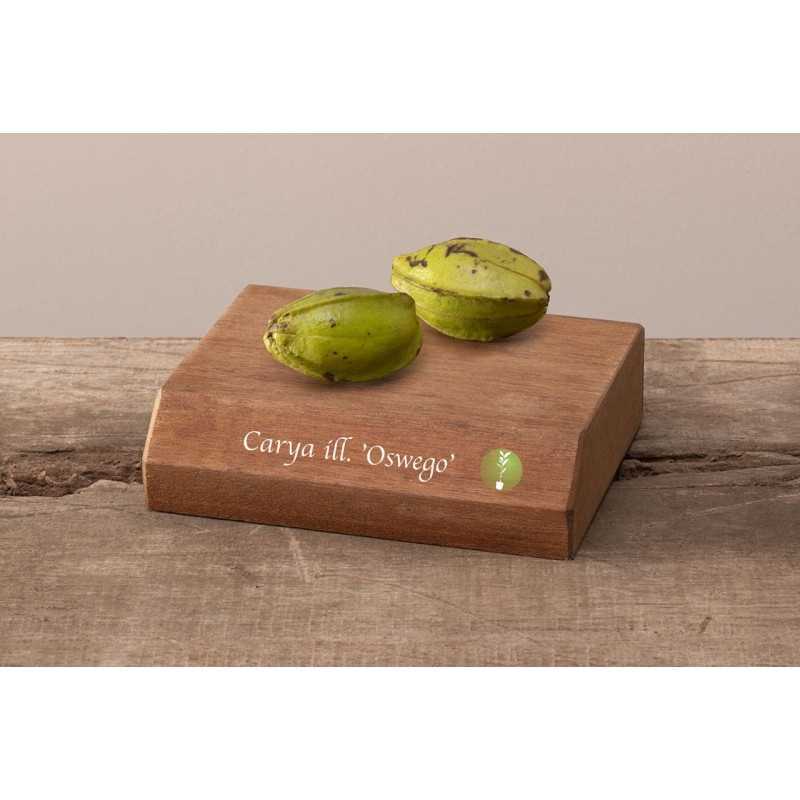 Pekano riešutmedis - Carya illinoinensis OSWEGO Konteineris C2 Aukštis ...