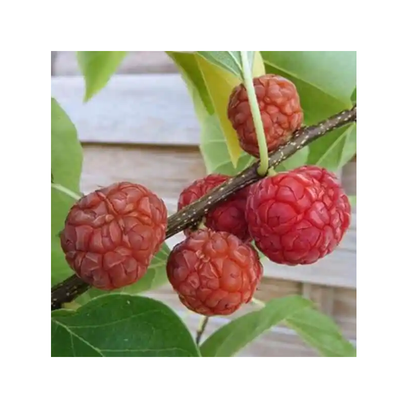 Cudrania tricuspidata HWANG KUM-1 Container C2 Select summer delivery