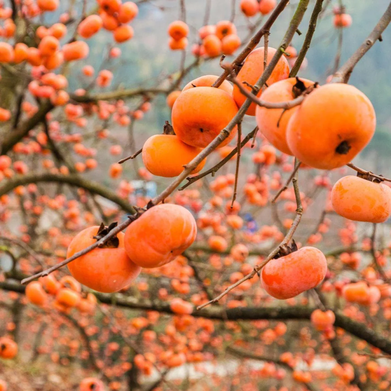 Rytinis (japoninis) juodmedis (persimonas) - Diospyros kaki ...