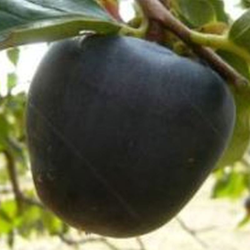 Rytinis (japoninis) juodmedis (persimonas) - Diospyros kaki KURO GAKI ...