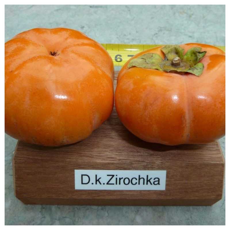 Rytinis (japoninis) juodmedis (persimonas) - Diospyros kaki ZIROCHKA ...