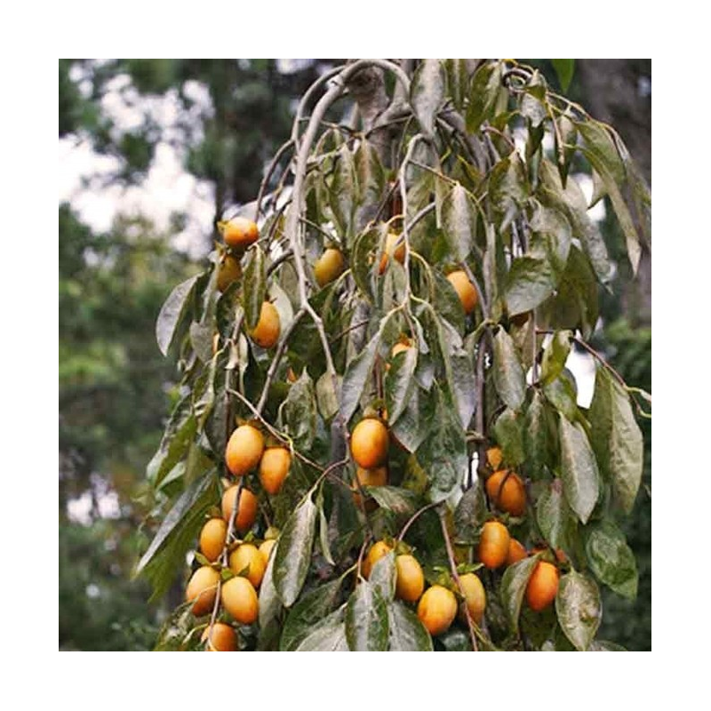 Rytinis (japoninis) juodmedis (persimonas) - Diospyros kaki PENDULA ...