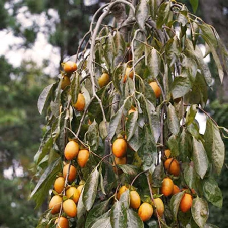 Rytinis (japoninis) juodmedis (persimonas) - Diospyros kaki PENDULA ...