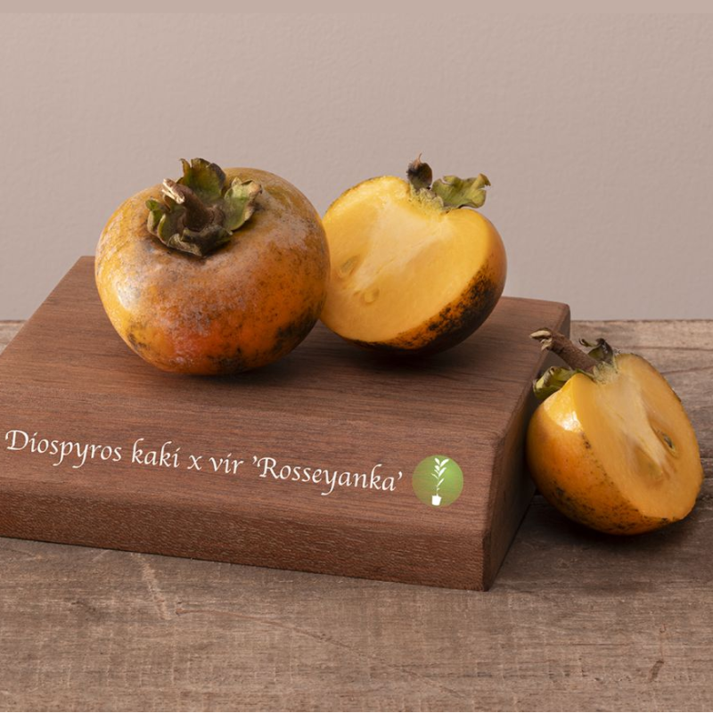 Amerikinis azijinis juodmedis (persimonas) - Diospyros virginiana x ...