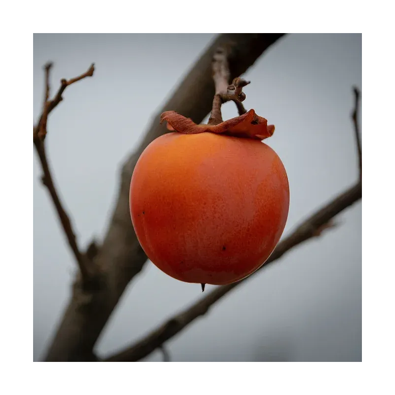 Virgininis (amerikinis) juodmedis (persimonas) - Diospyros virginiana ...