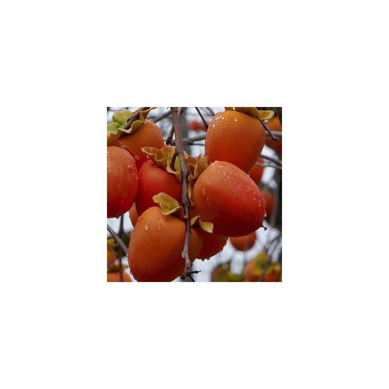 Virgininis (amerikinis) juodmedis (persimonas) - Diospyros virginiana ...