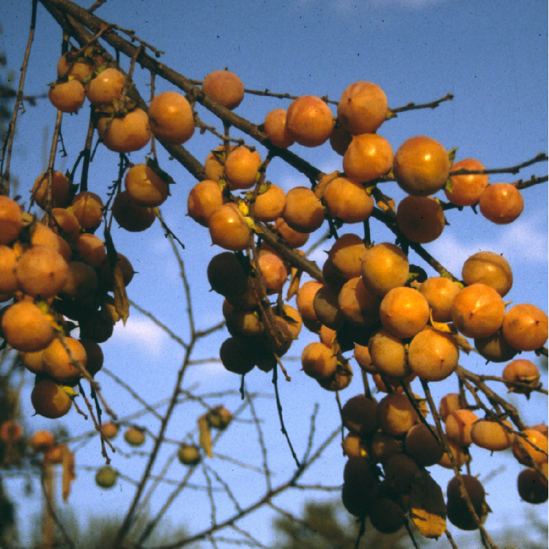 Virgininis (amerikinis) juodmedis (persimonas) - Diospyros virginiana ...