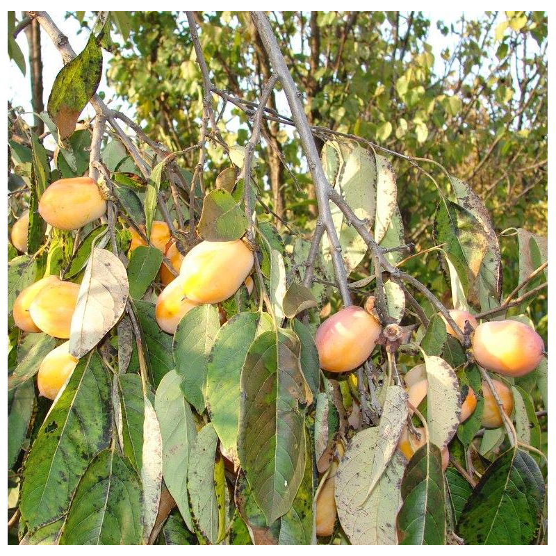 Virgininis (amerikinis) juodmedis (persimonas) - Diospyros virginiana ...