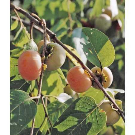 Virgininis (amerikinis) juodmedis (persimonas) - Diospyros virginiana ...