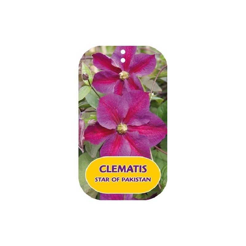 Puošniosios (jackmanii)