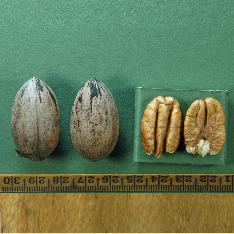 Pekano riešutmedis - Carya illinoinensis HENNING Konteineris C2 Aukštis ...