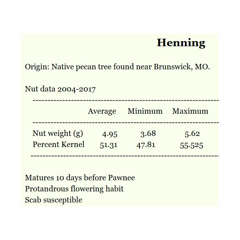 Pekano riešutmedis - Carya illinoinensis HENNING Konteineris C2 Aukštis ...