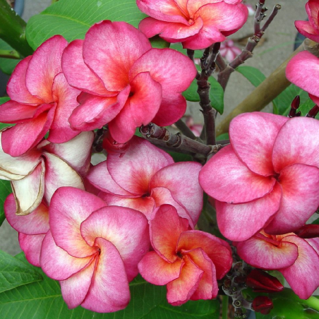 Jostras - Plumeria rubra SUPER ROUND Aukštis 20-40CM Konteineris C3 ...